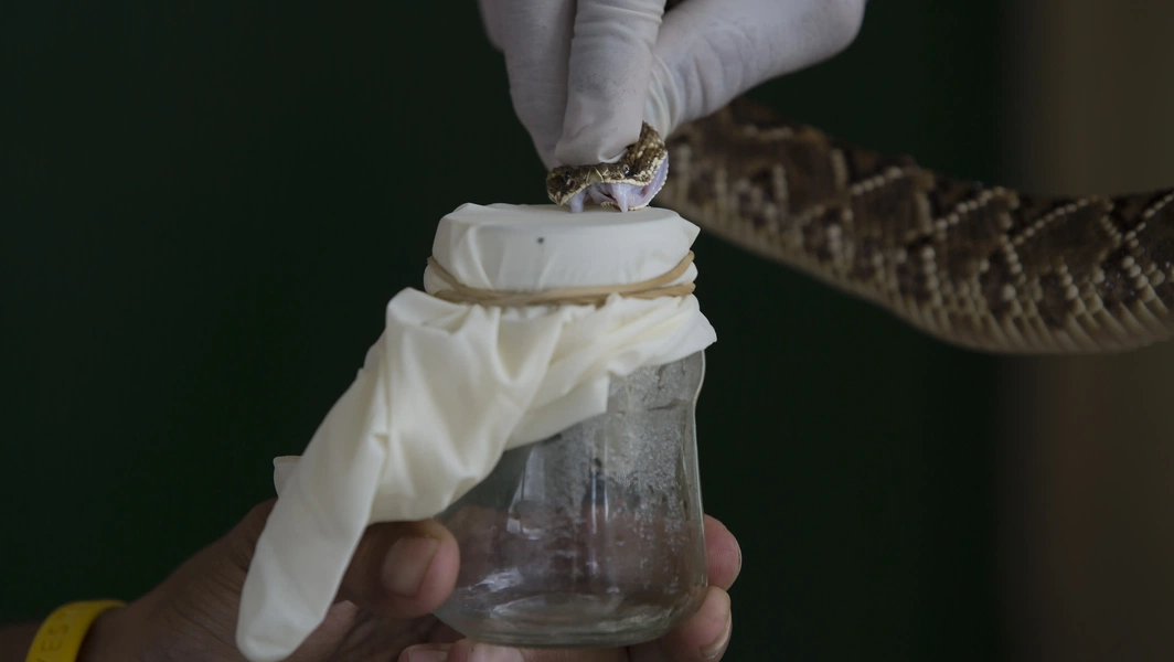 Snake bite prevention, risks, and emergency response
