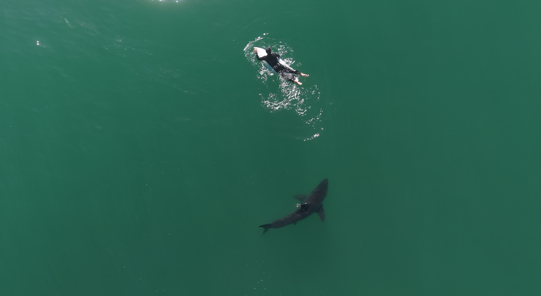 Drone video shows shark circling surfer off California beach