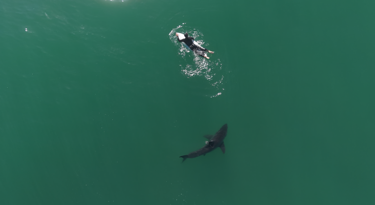 Drone video shows shark circling surfer off Seascape Beach in Aptos
