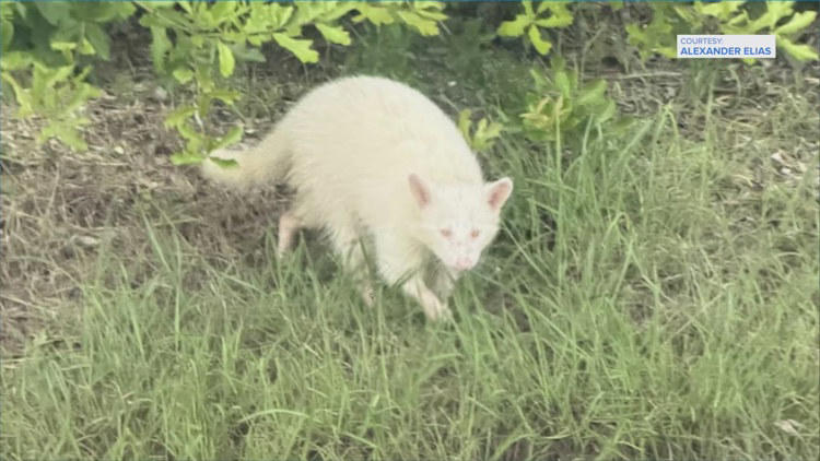 So what exactly what that roaming around the Heights recently?
