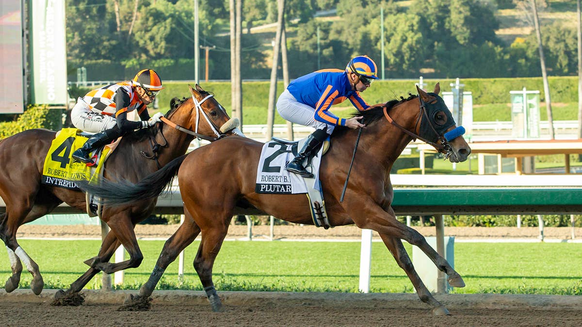 Blueblood Plutarch has first work since Robert B Lewis victory