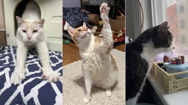 Pets with potential: Meet Nube, Daniel, and Lily