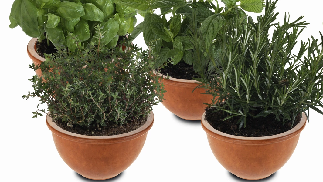 12 fragrant plants to enhance indoor spaces