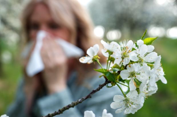 Very high pollen levels forecast in Gwent this weekend