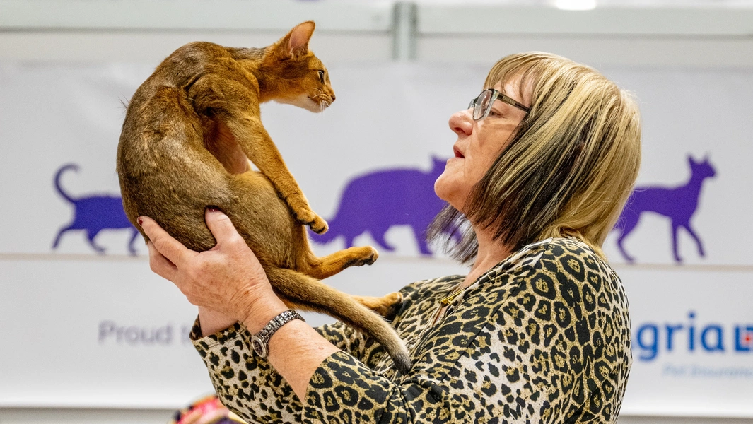 9 intelligent and playful cat breeds