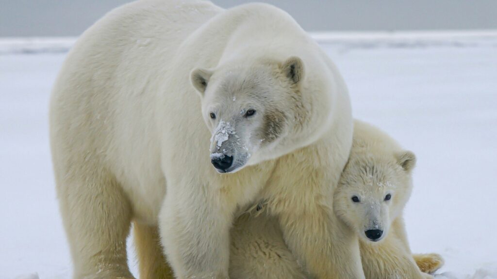Trump's Alaska oil push could put polar bears and walruses at risk ...