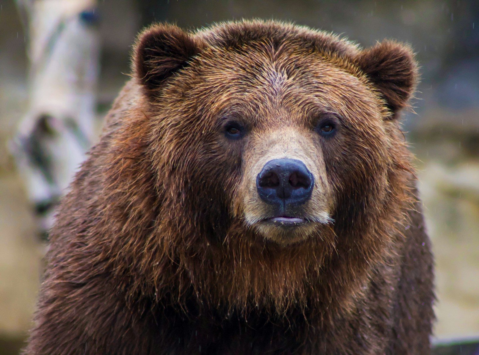Mushroom forager killed in suspected bear attack in Japan