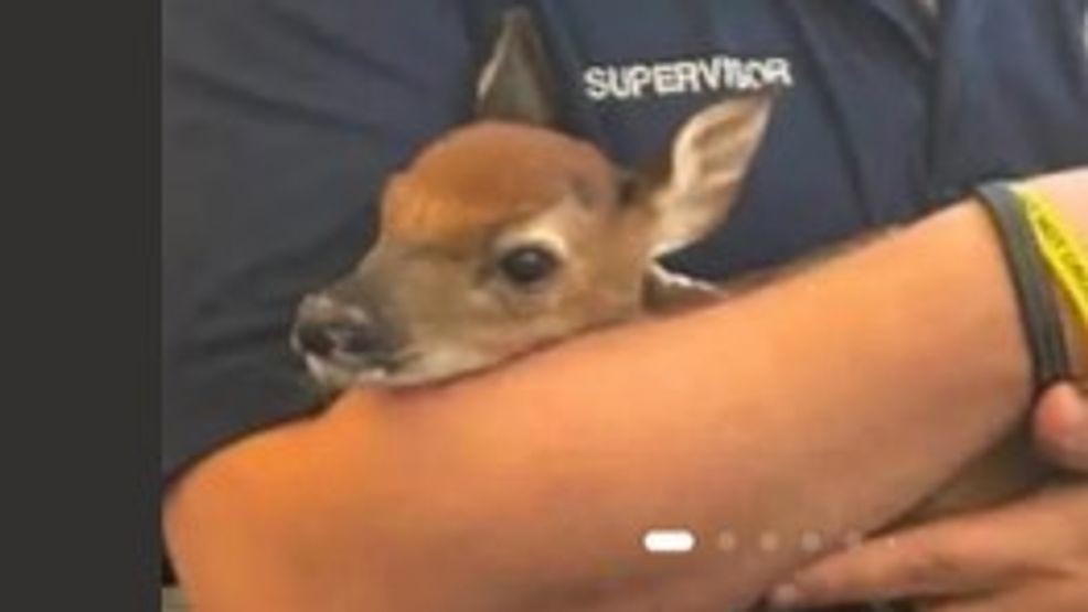 Former Cabell County dispatcher says he was fired for rescuing baby deer