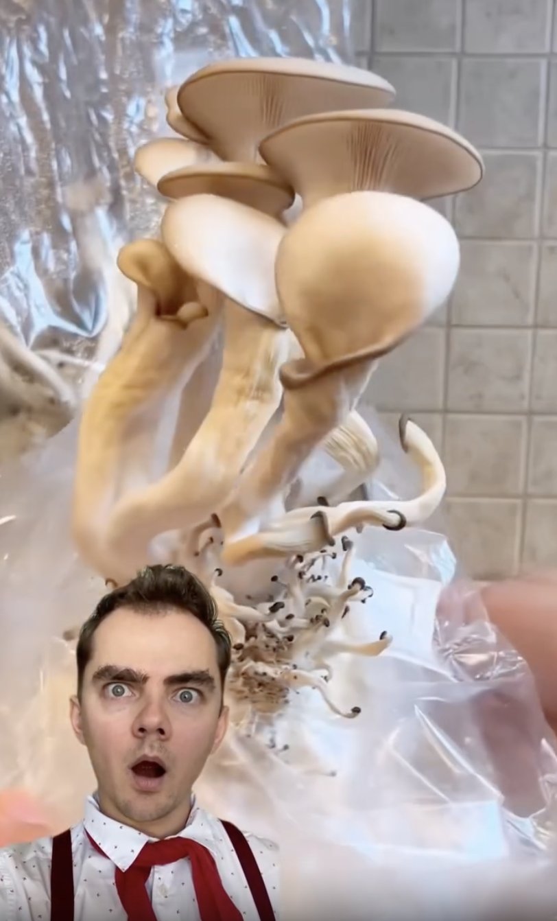 Can mushrooms grow on toilet paper?
