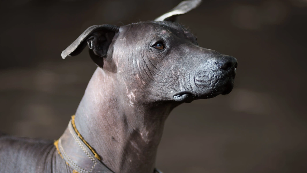 11 rare and remarkable dog breeds