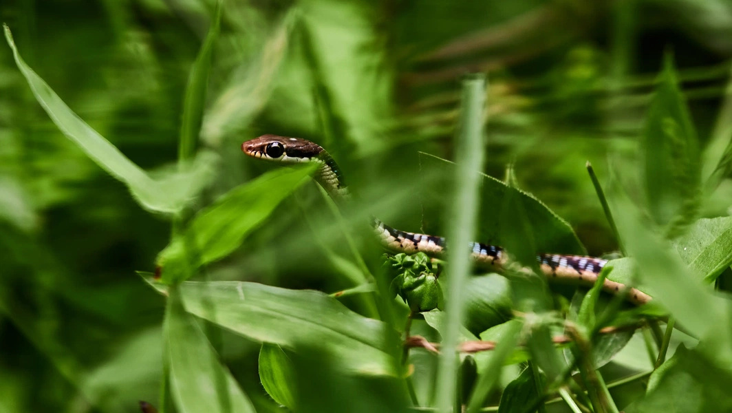 12 yard features that can attract snakes