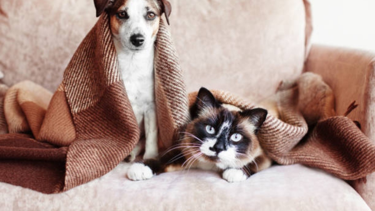 Your Dog or Cat Understands More Than You ThinkThese Words Are ...
