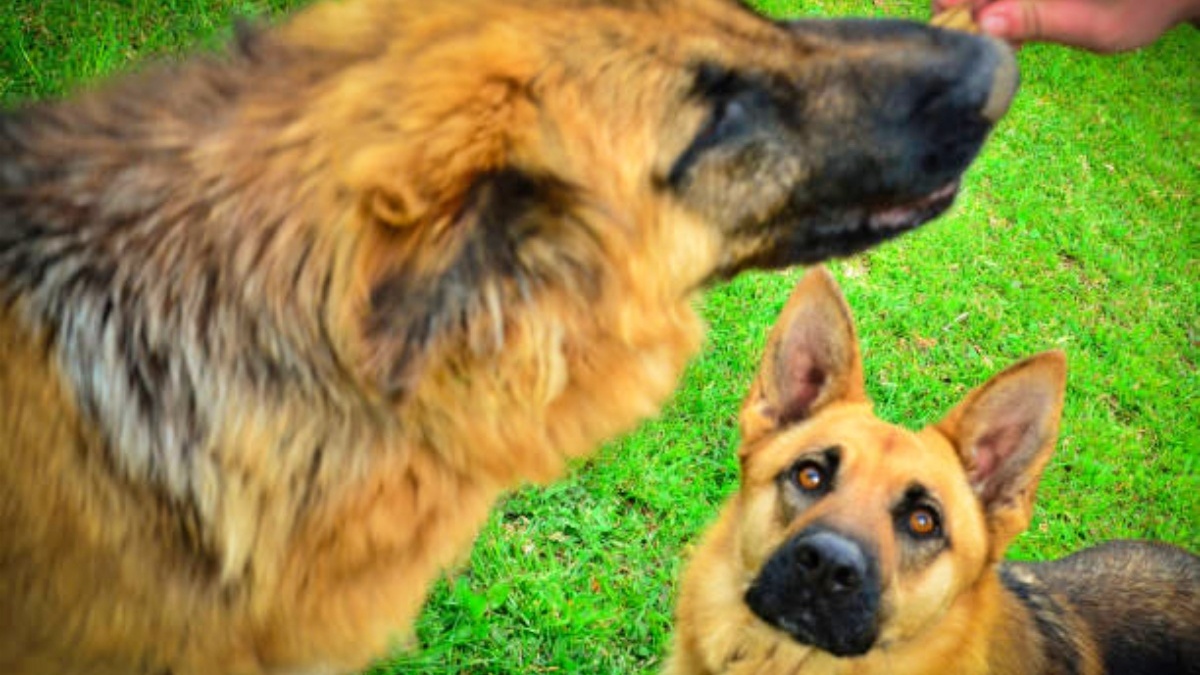 Your Dog Could Be Feeling Jealous, and This Common Behavior Is Giving ...