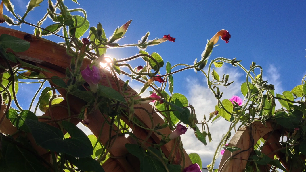 12 vertical plants for small garden spaces