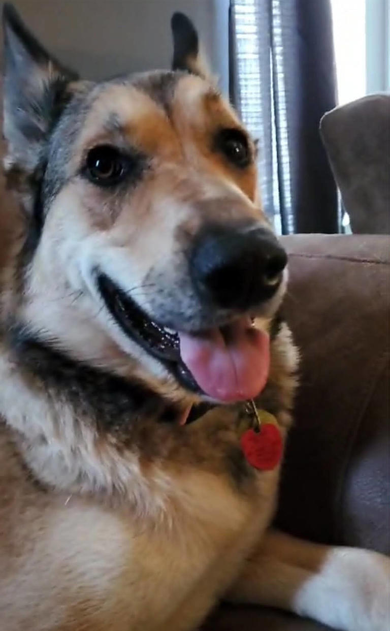 Woman checks pool camera and realizes her dog just saved a little life