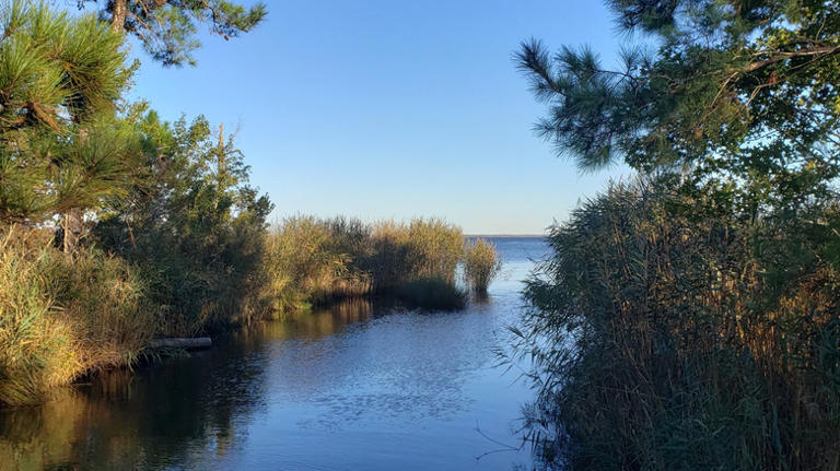 This North Carolina reserve is a swampy East Coast haven full of native ...