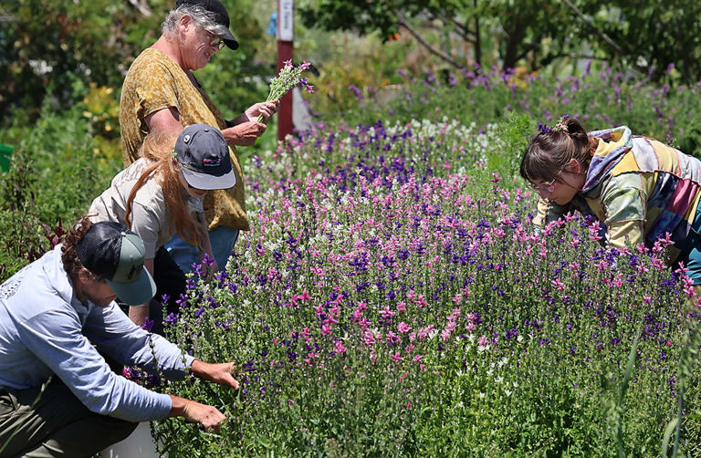 Photo | Homeless Garden Project volunteers gather blossoms