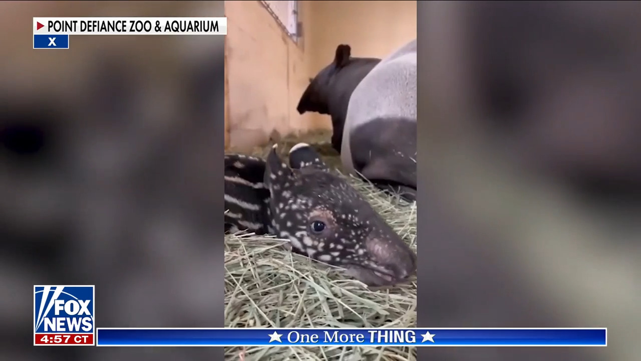 Greg Gutfeld unveils 'Ume' baby tapir