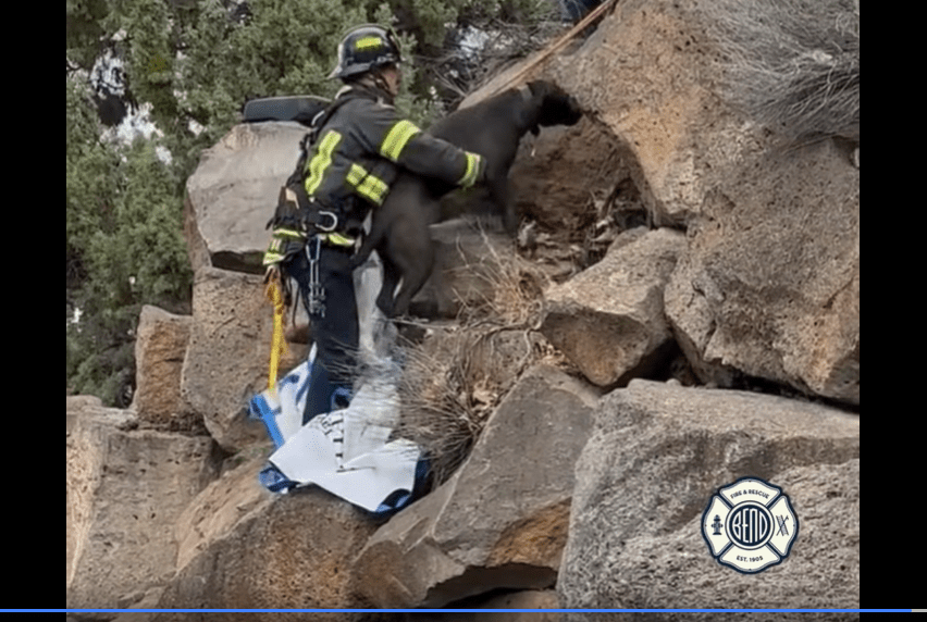 Dog rescued from cliffside by Oregon fire crew