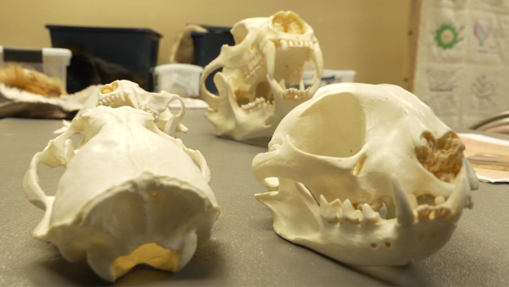 Mississippi teachers learn field science skills at conservation workshop