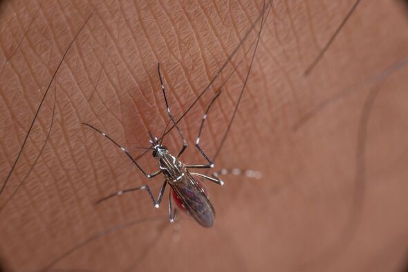 Insects stay away from you with 1 scent they 'naturally avoid'