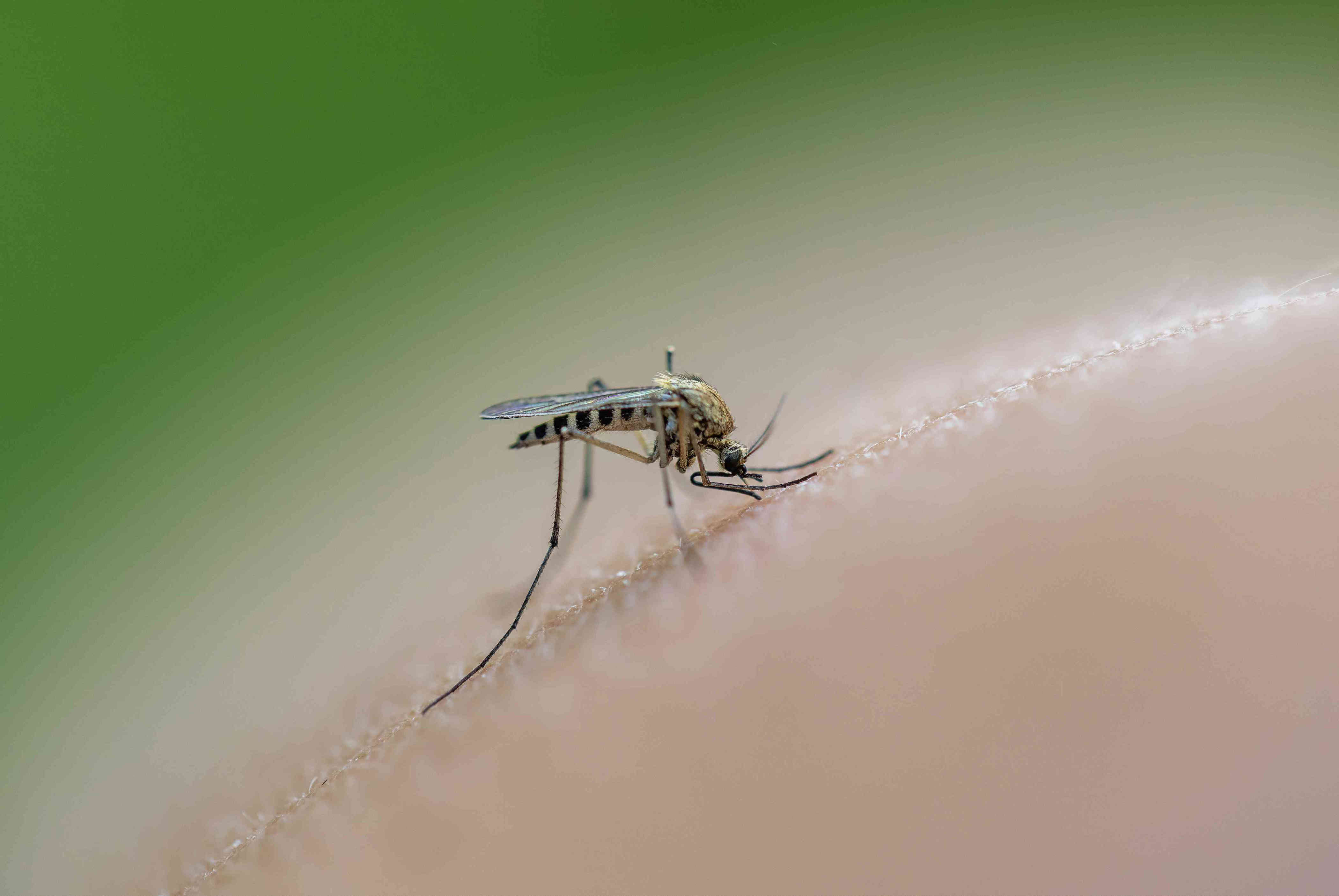 How to stop biting flies from ruining your time outdoors