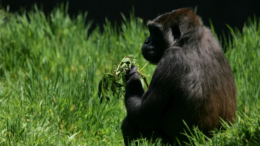 11 US zoos leading in conservation and animal welfare