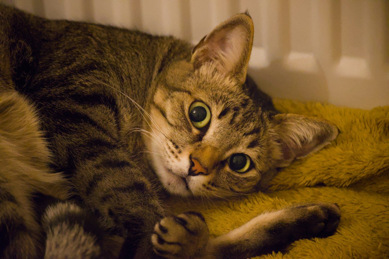 The sweet way your cat asks for cuddles