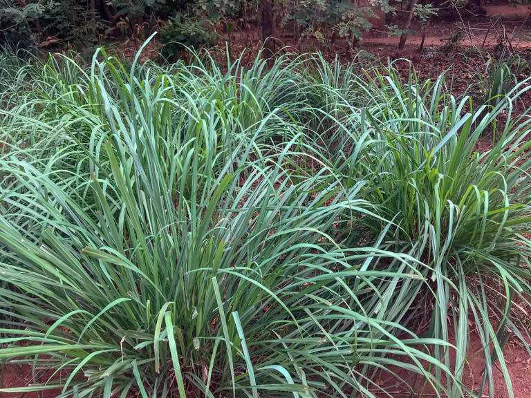 Geheimwaffe gegen Mücken: Diese Pflanzen verwandeln deinen Garten in ...