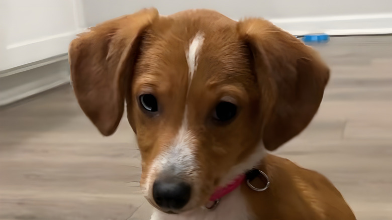 Dachshund-corgi mix's perfect puppy dog eyes will make you melt