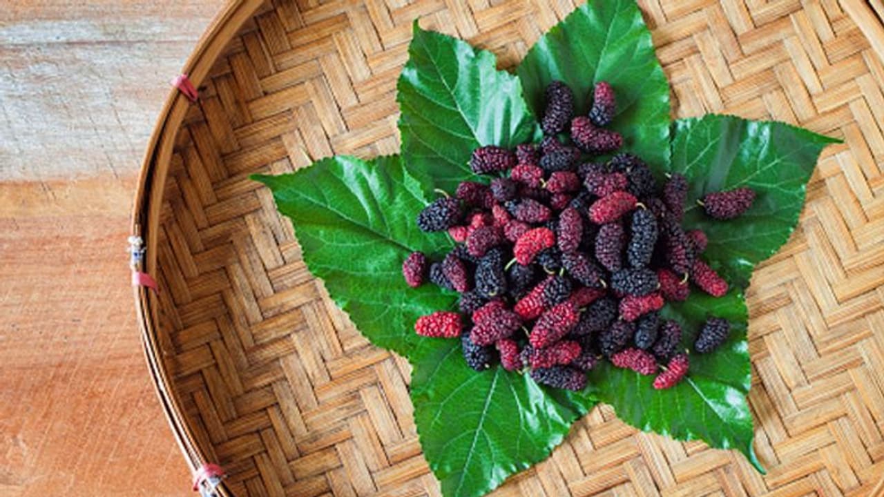 Mulberry plant: Grow at home, get heavy fruit in extreme 50°C heat!