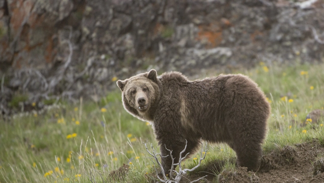 Grizzlies' alpine moth feast in Yellowstone