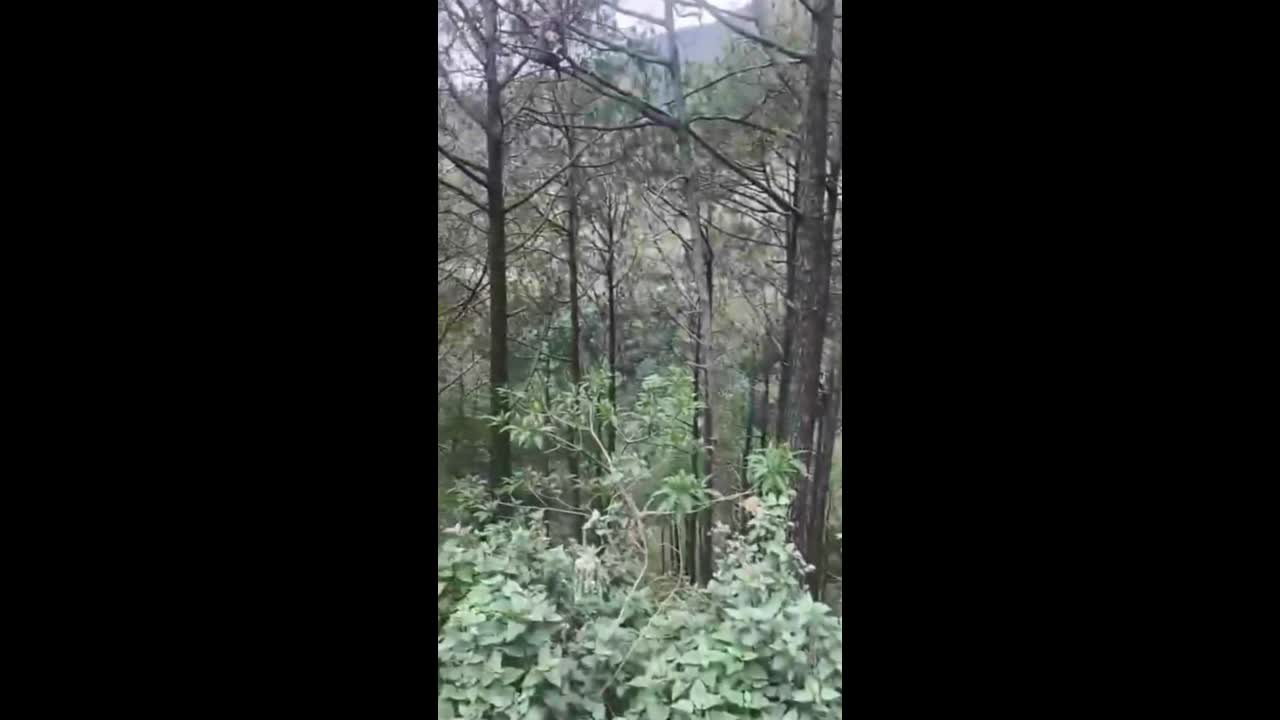 Monkey 'kidnaps' puppy and holds it hostage in tree