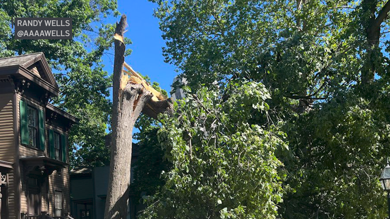 Final ‘witness tree' outside Abe Lincolns' Springfield home destroyed ...