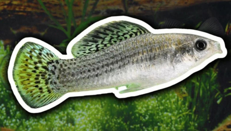 Un pez que desafía la evolución lleva 100.000 años sobreviviendo sin machos