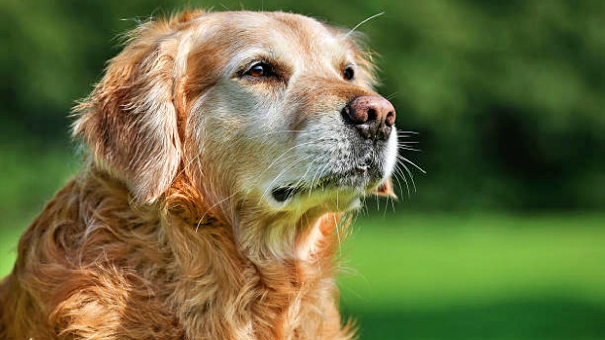 Your senior pet might be suffering more than you think: these 8 hidden ...