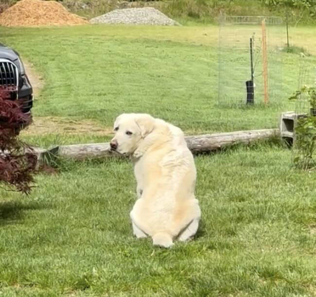 Loyal dog sits in the same spot each day — hoping his missing friend ...