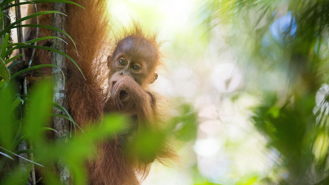 World's rarest great ape decimated by 4 days of extreme rain, with 7% ...