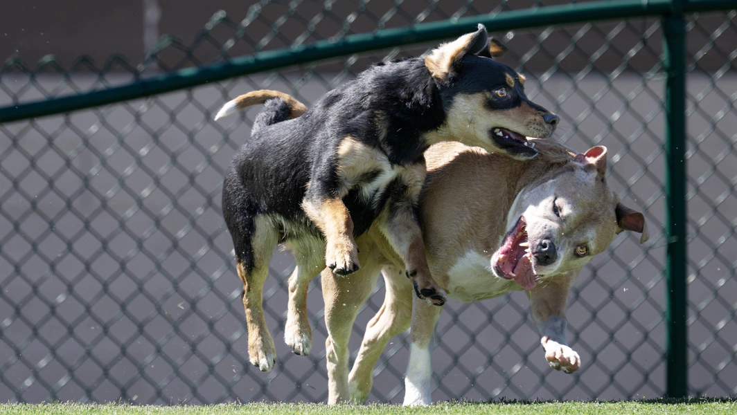 Understanding dog zoomies and their triggers