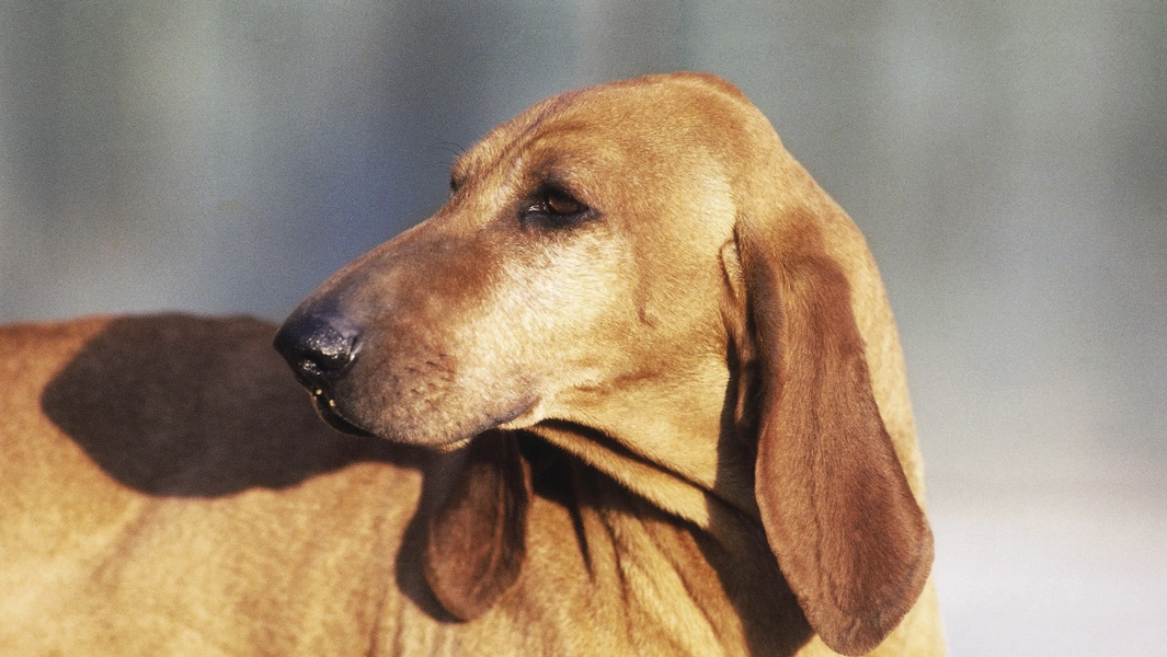8 rare and endangered dog breeds worldwide