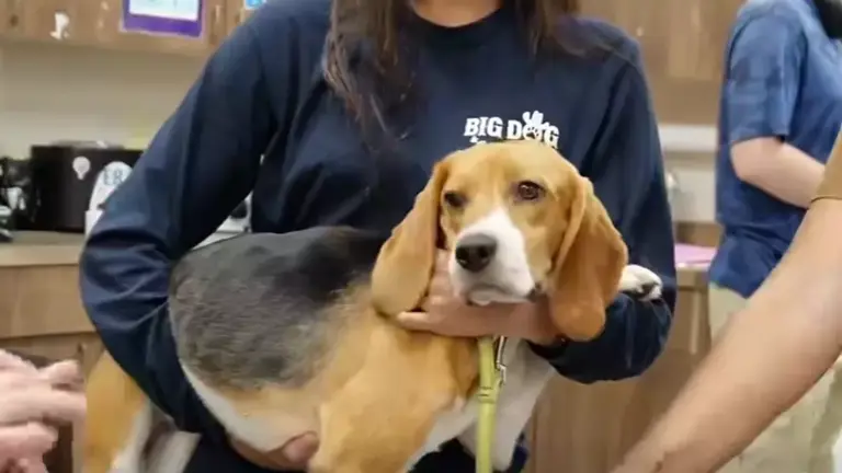 Omelette lives! Big Dog Ranch says dog found dead was not missing beagle
