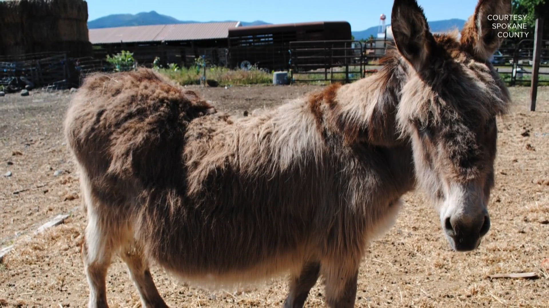Animal cruelty investigation leads to 36 animals seized