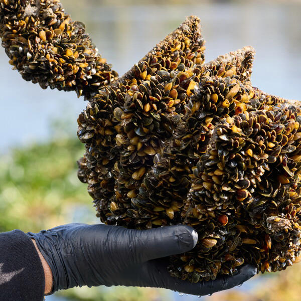 California scales back golden mussel safeguards at vital reservoir ...