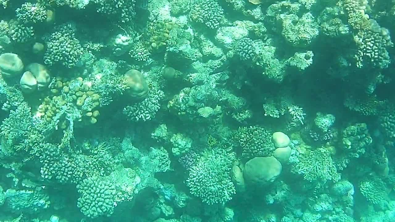 Red Sea chronicles: Life and light in Ras Mohammed National Park
