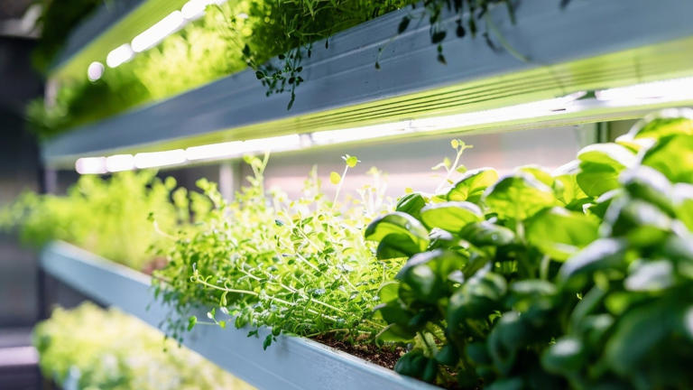 AeroFarms gets new owner with former Kraft Heinz exec as CEO