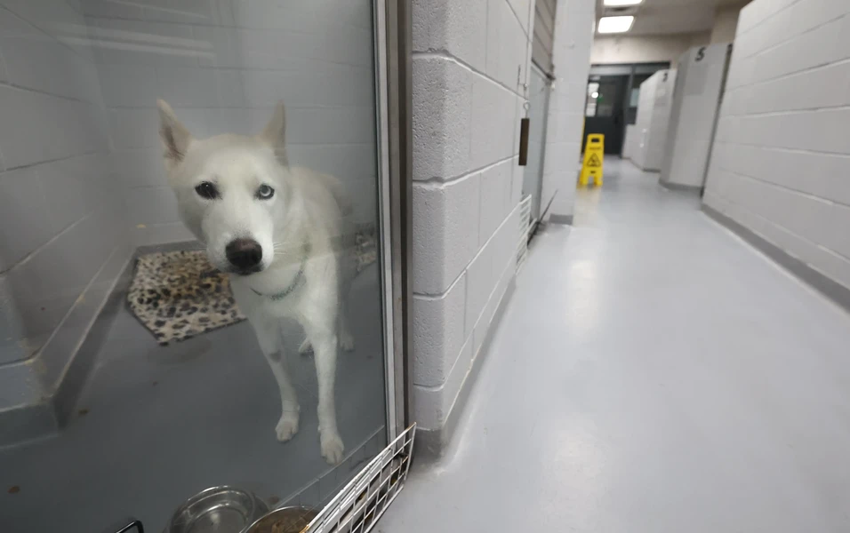 Critics say no-kill shelter model is failing animals