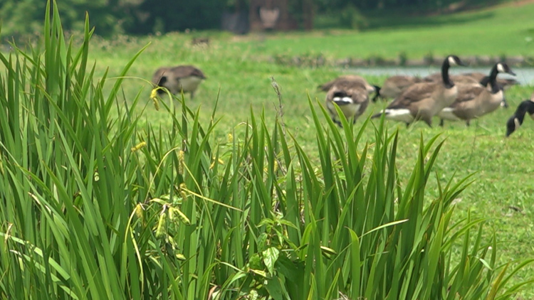 Edgewater subdivision residents push back against plan to gas Canada geese