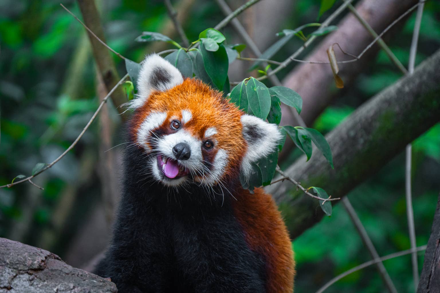 A red panda at the Cincinnati Zoo is expecting twins — and the ...