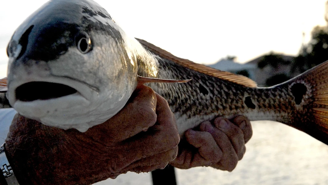 Red drum: Biology, behavior, and cultural impact