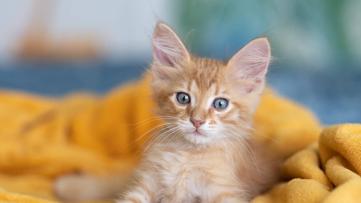 Woman found a hack to calm her crying kitten and it's so cute